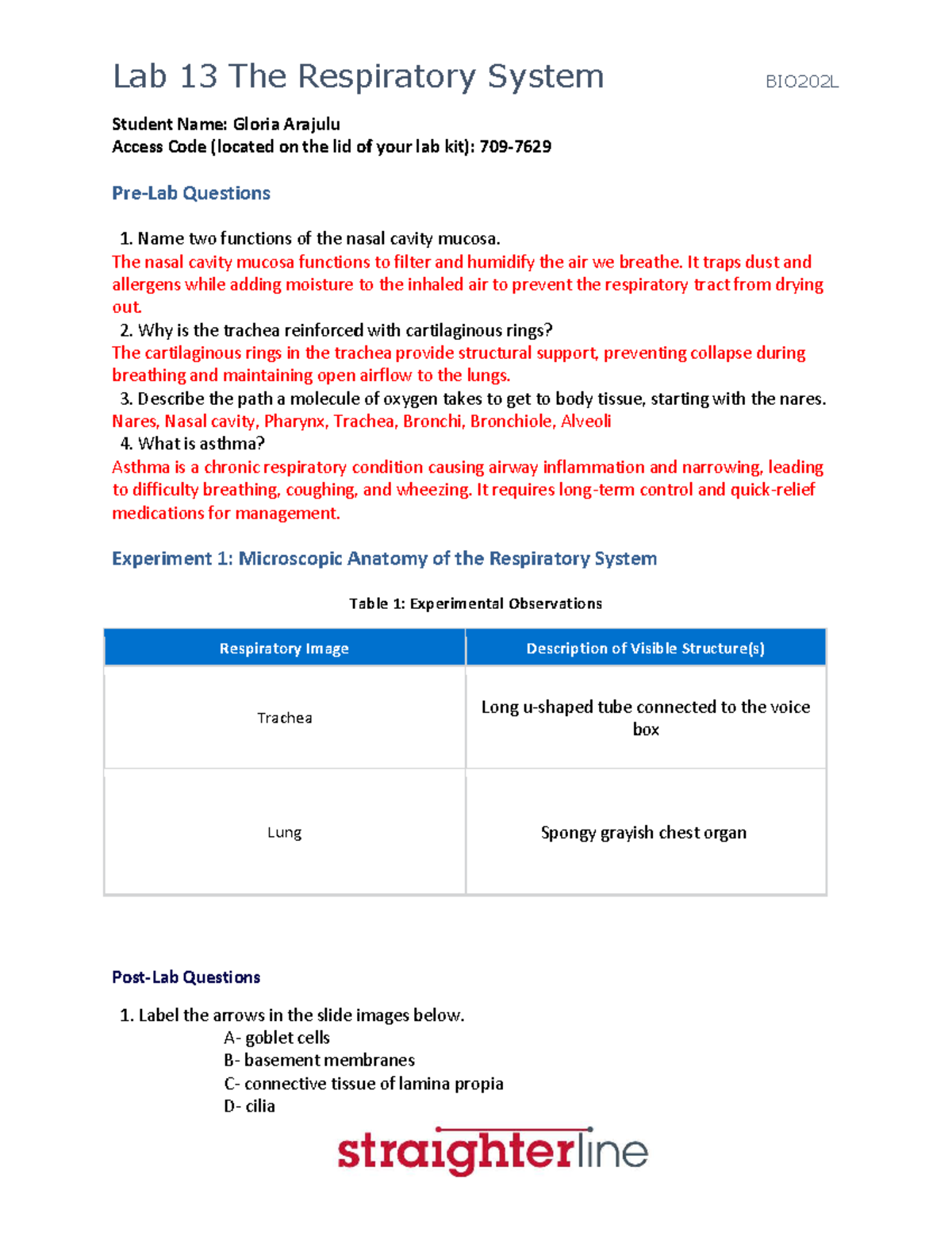 Lab 13 - A&P Microscopic Anatomy of the Respiratory System - Studocu
