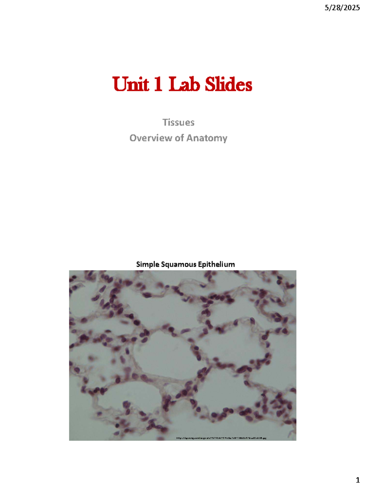 Unit 1 Lab Slides: Overview of Tissues in Anatomy & Histology - Studocu