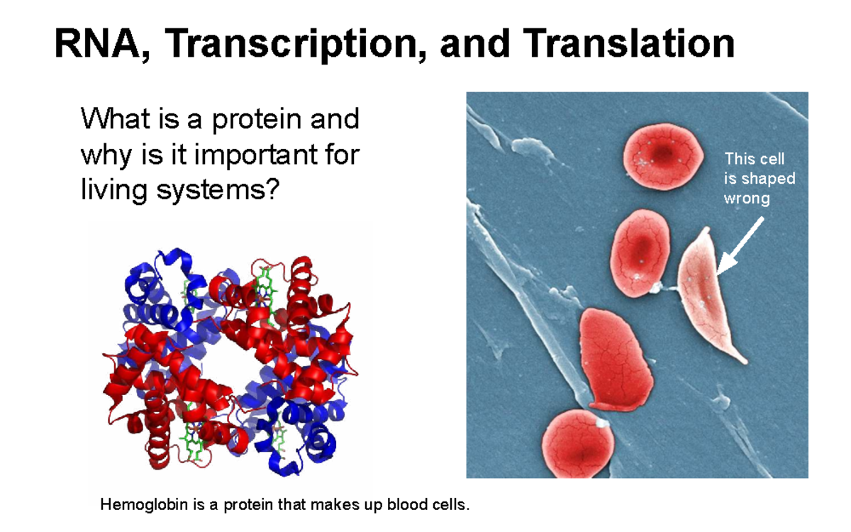 RNA, Transcription, and Translation (BIO101) Study Guide - Studocu