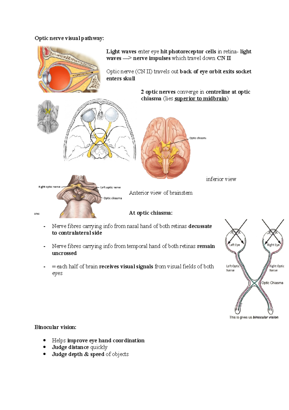 Optic nerve visual pathway - ANPH 215 - SAIT Polytechnic - Studocu