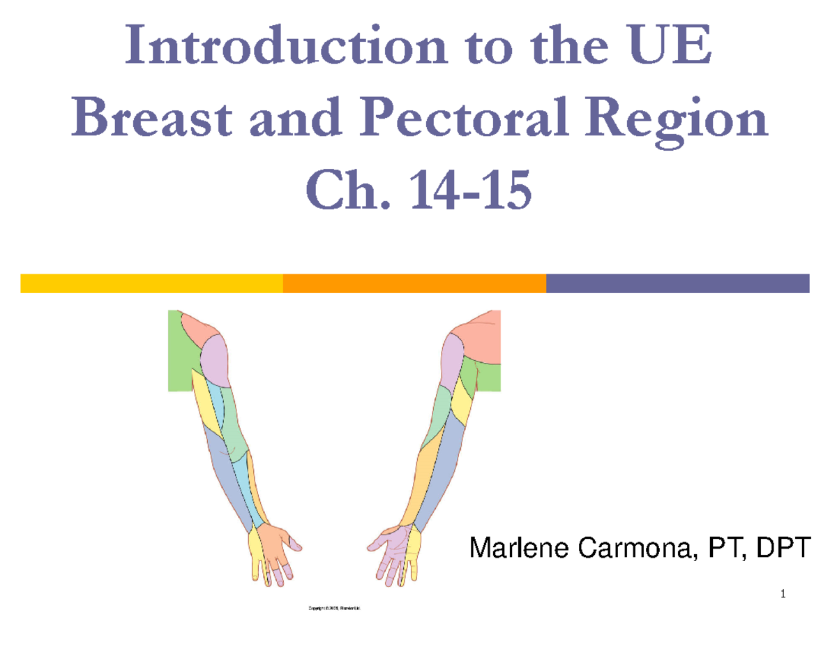 Introduction to UE Anatomy: Breast & Pectoral Region (Ch. 14-15) - Studocu
