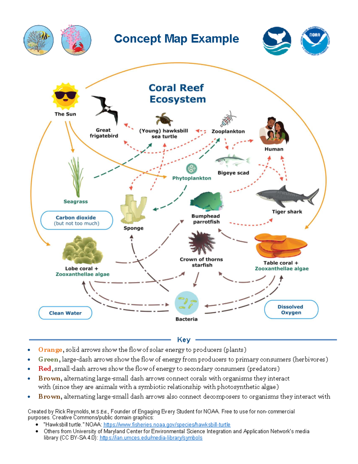 Coral Reef Concept Map: Energy Flow in Ecosystems - Studocu