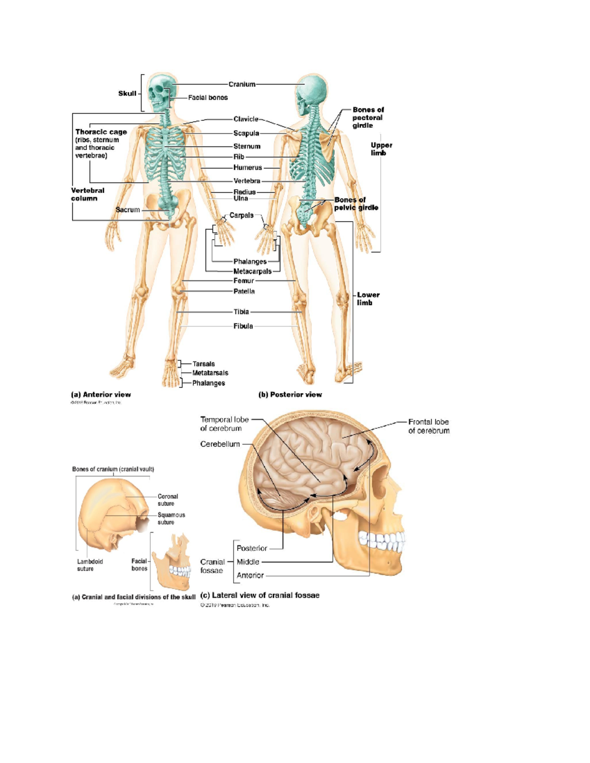Skeletal System Overview: Cranium, Vertebrae, and Limb Bones (Doc1 ...