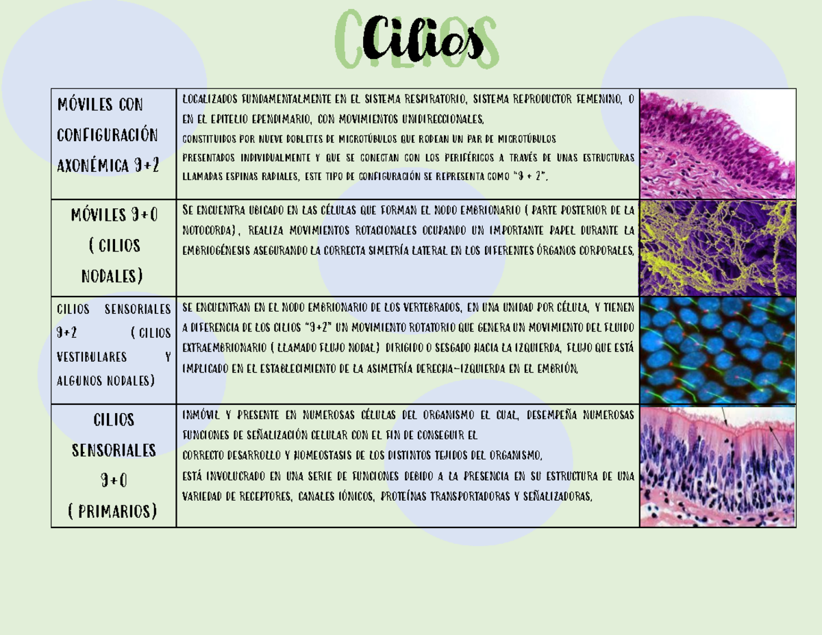 Tipos De Cilios Tipos De Mapping