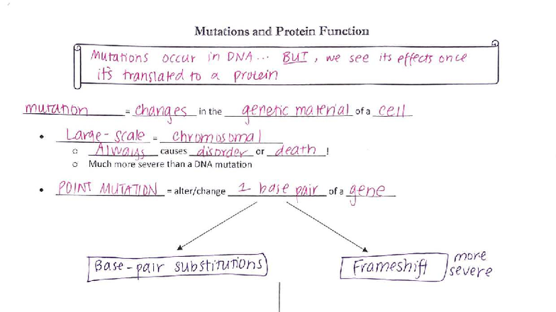 Mutations and Protein Functions Notes: Understanding Genetic Changes ...