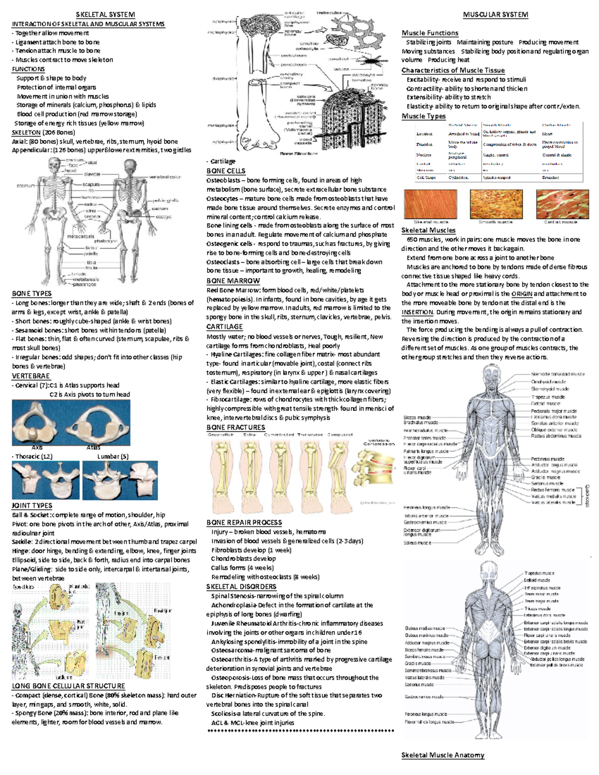 Anatomy and Physiology 8 - Skeletal & Muscular Systems Overview - Studocu