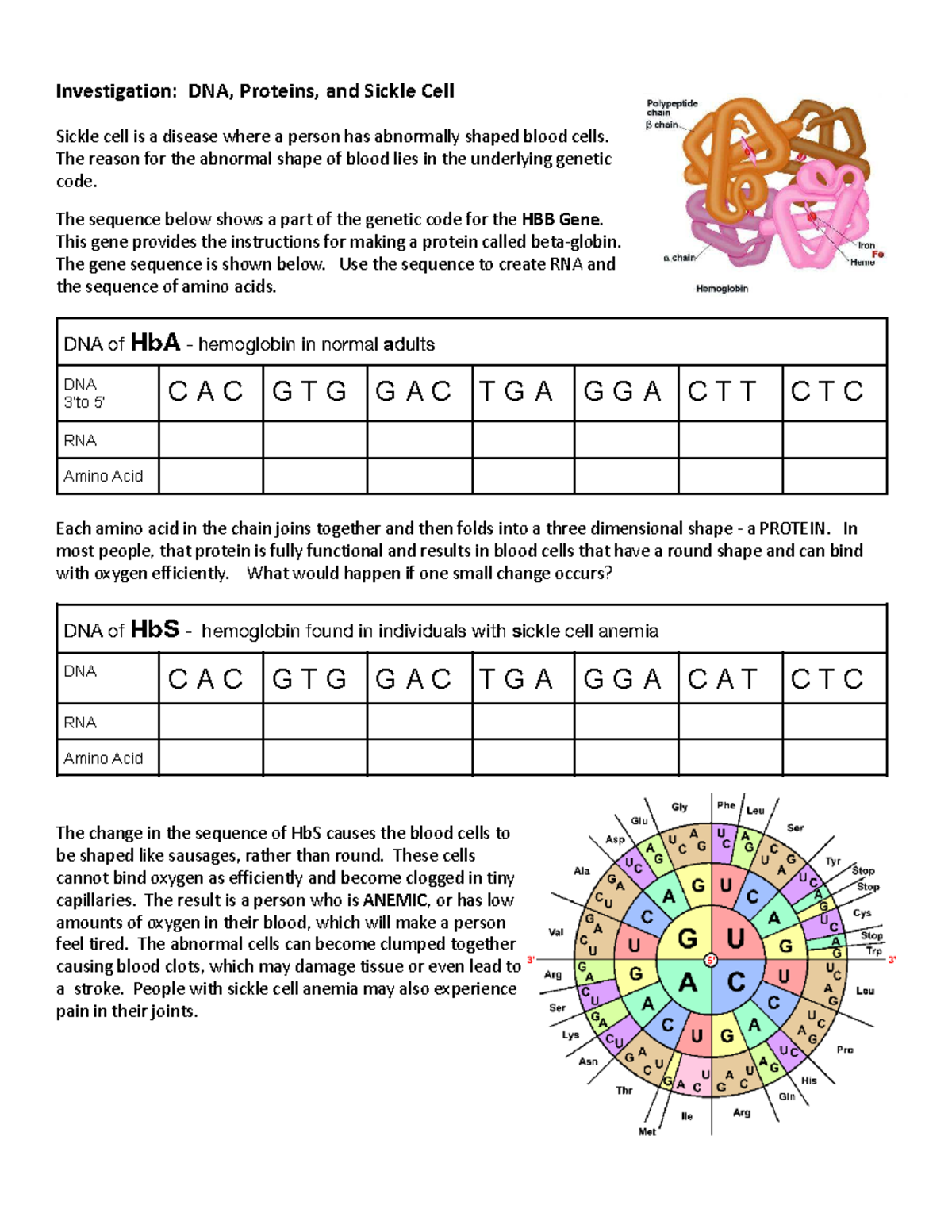 DNA to Proteins (HBB) - worksheet on converting dna to amino acid ...