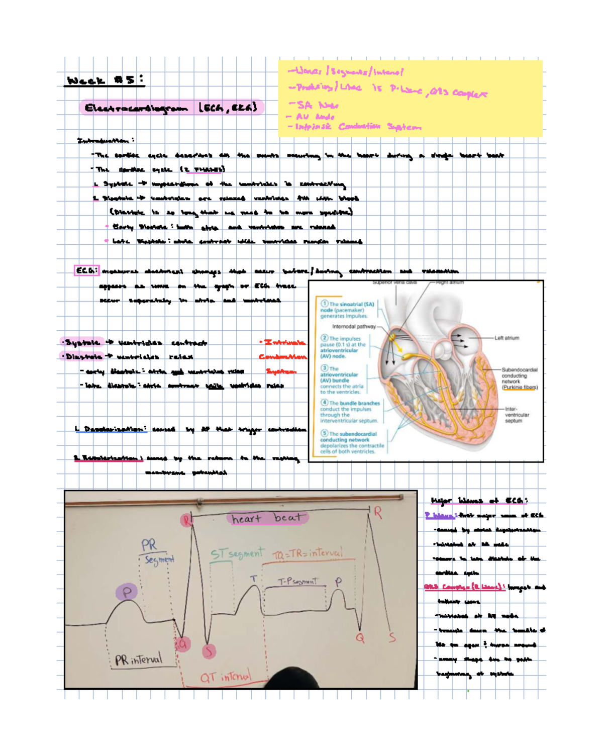 Cardiac Cycle & ECG Basics - Week 5 Lecture Notes - Studocu