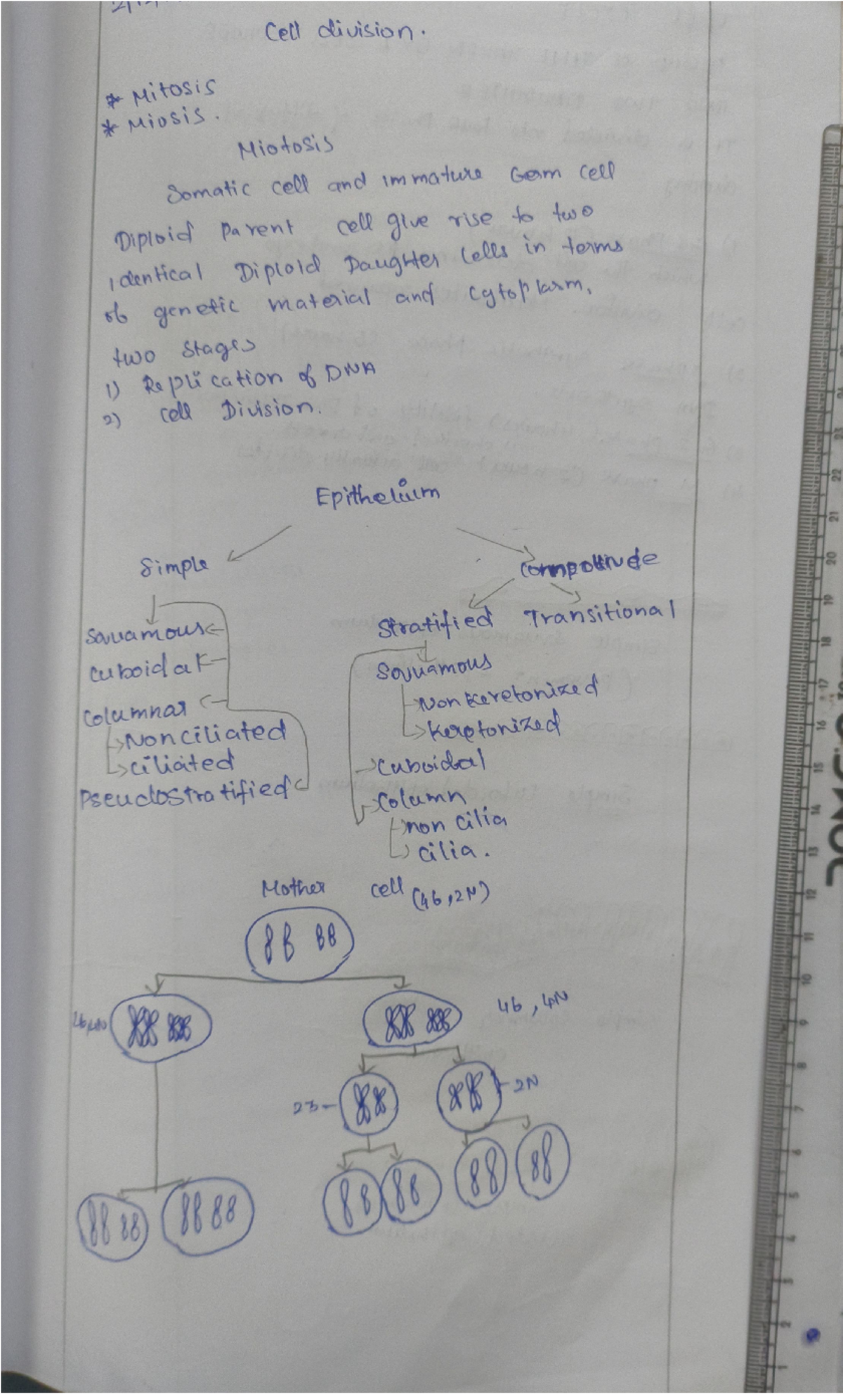 Anatomy Notes: Mitosis, Cell Division, and Tissue Classification ...
