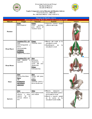 Mapa conceptual. Ramificaciones de las arterias - Arterias más ...
