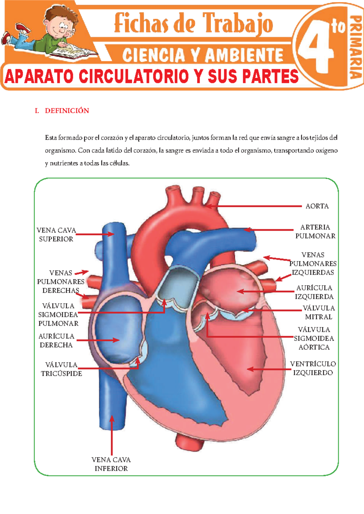 Diagrama Del Sistema Circulatorio Para Niños