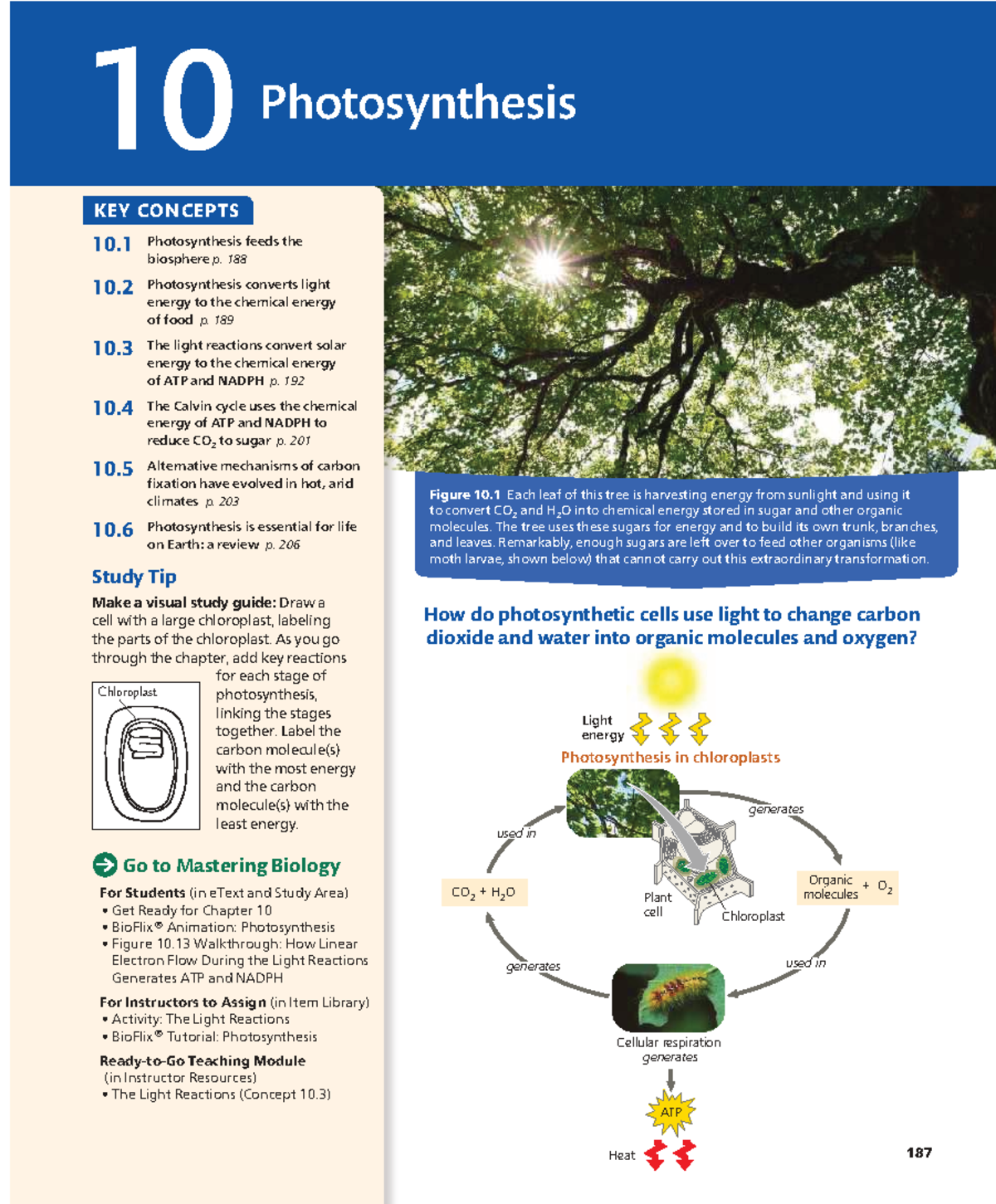 Photosynthesis Concepts Overview - Cell-10 Study Guide - Studocu