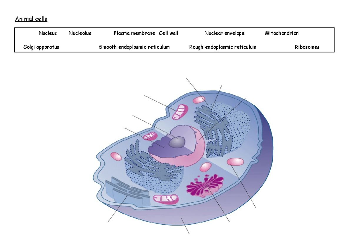 Plant and animal cell worksheet - Animal cells Nucleus Nucleolus Plasma ...