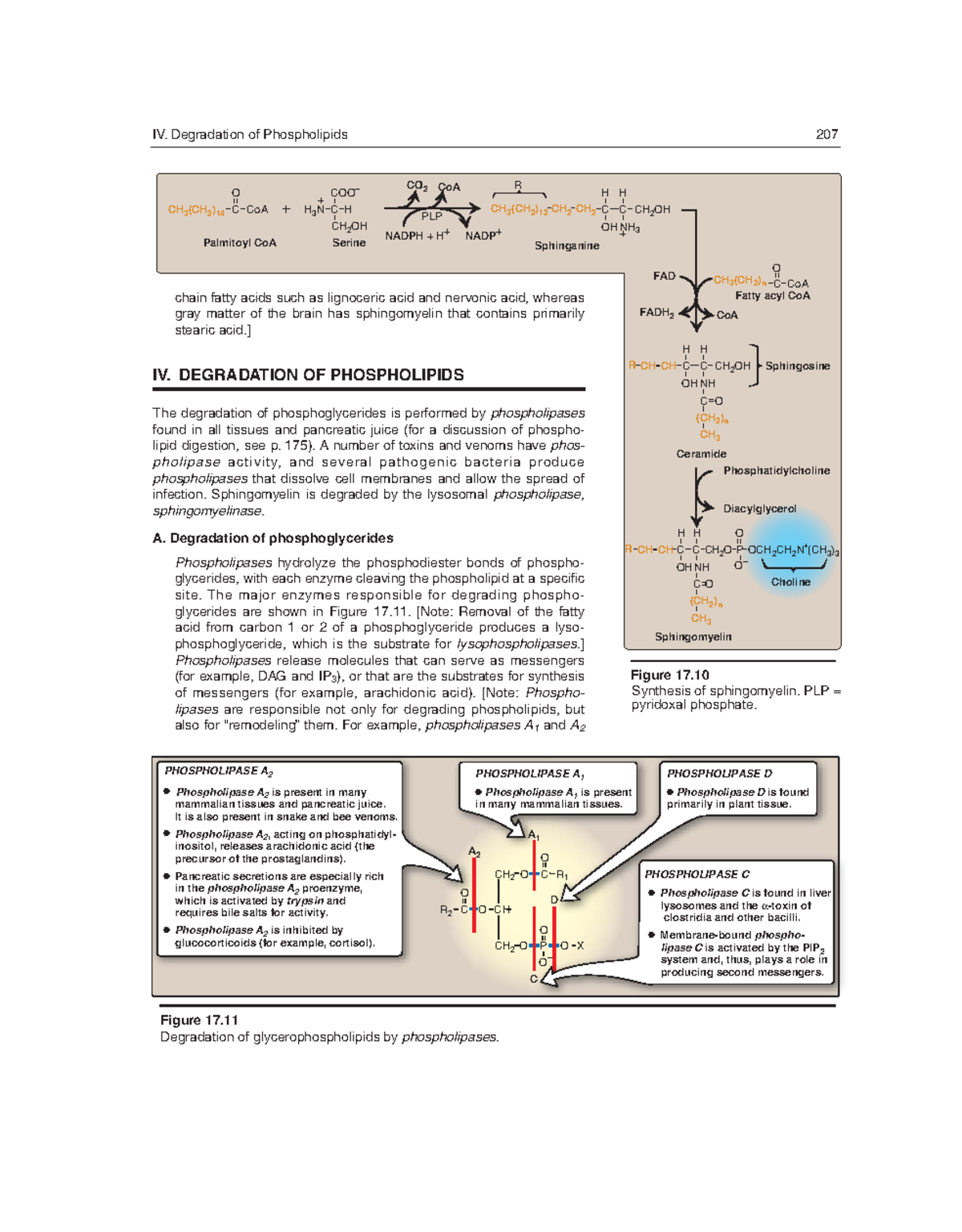 Biochemistry-73 - N/A - Figure 17. Synthesis of sphingomyelin. PLP ...