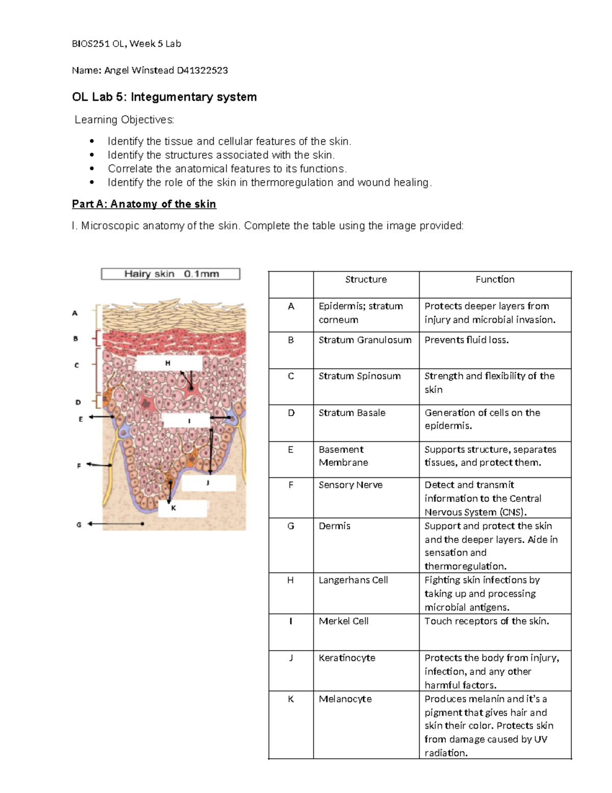 Virtual Lab week 5 - Name: Angel Winstead D OL Lab 5: Integumentary system Learning Objectives ...