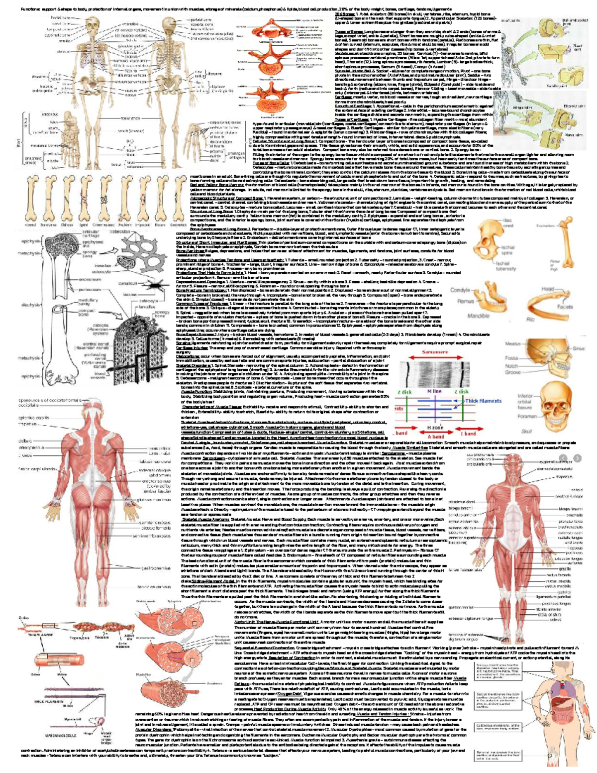 Anatomy and Physiology Cheat Sheet: Key Concepts and Structures - Studocu