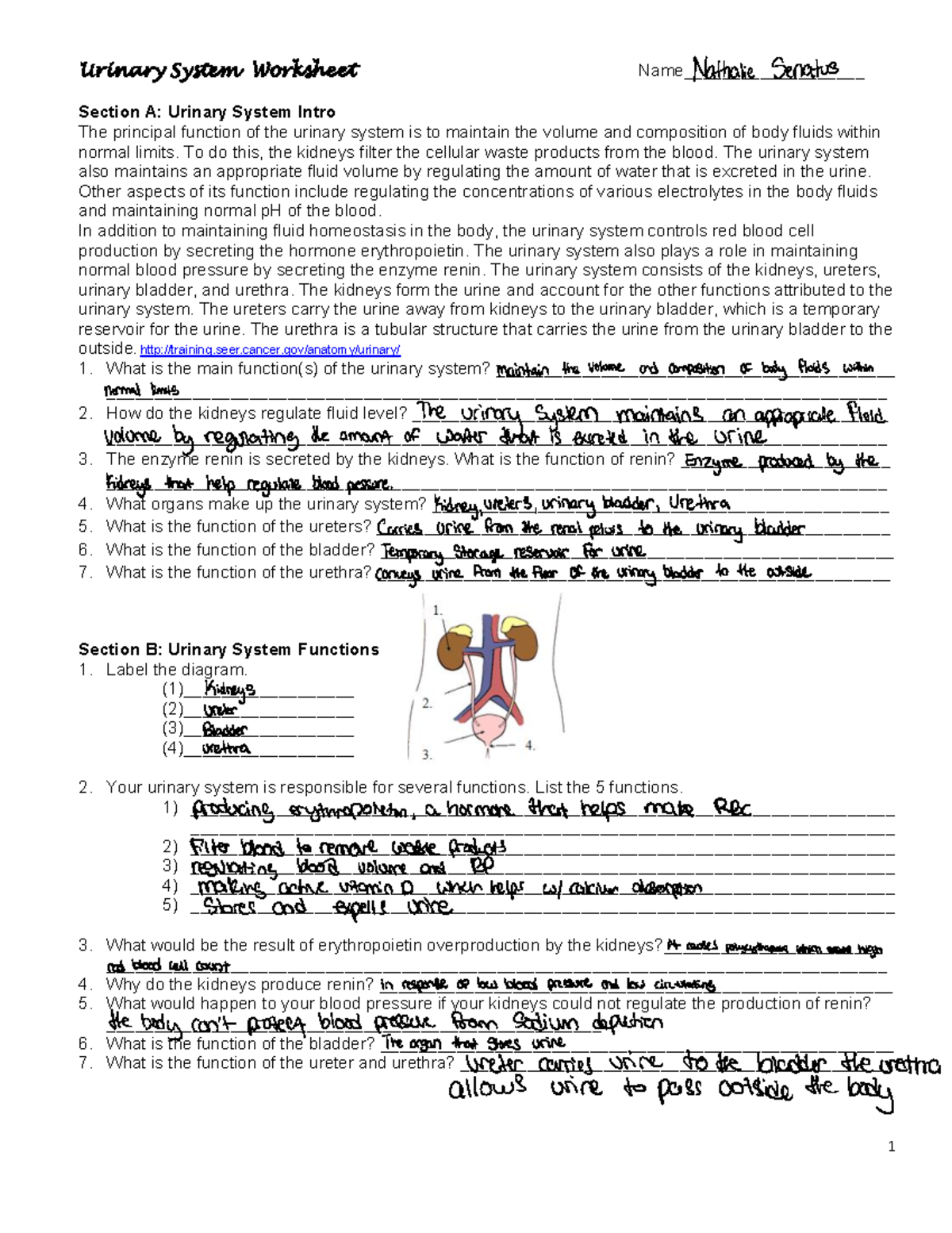 Urinary System Worksheet - Overview and Functions Analysis - Studocu