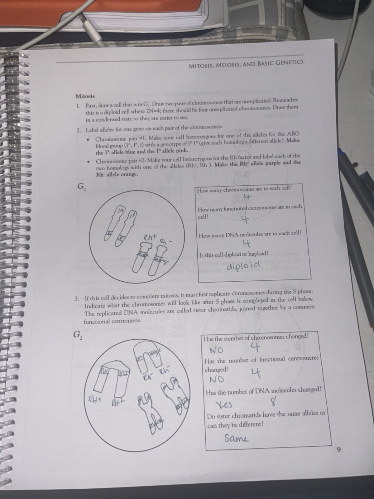 MITOSIS & MEIOSIS Homework: Exploring Cell Division & Genetics - Studocu