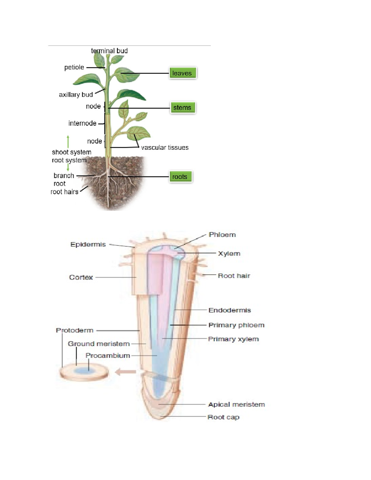 Lab-botany - Notes for botany lab - terminal bud petiole leaves ...