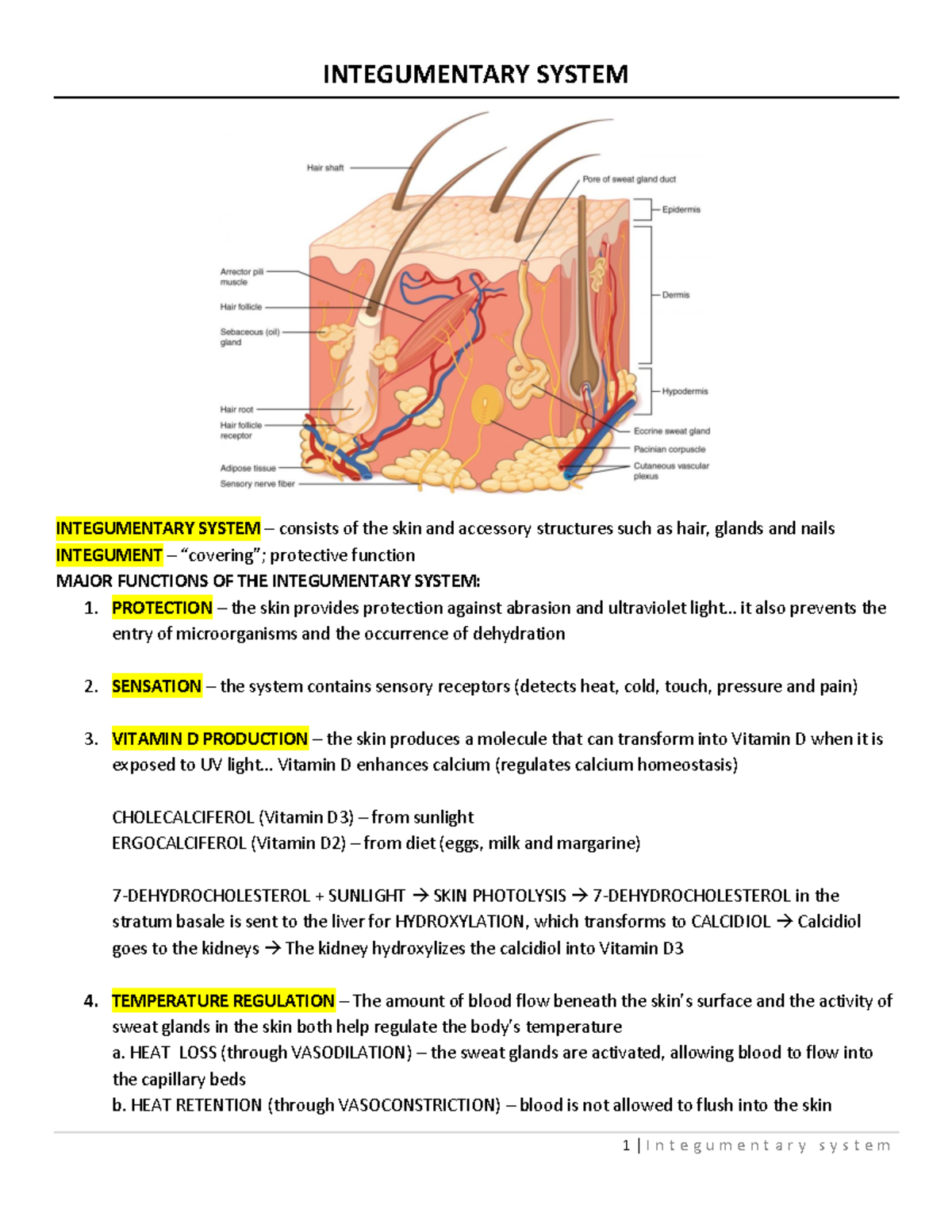 INTEGUMENTARY SYSTEM - PROTECTION – the skin provides protection ...