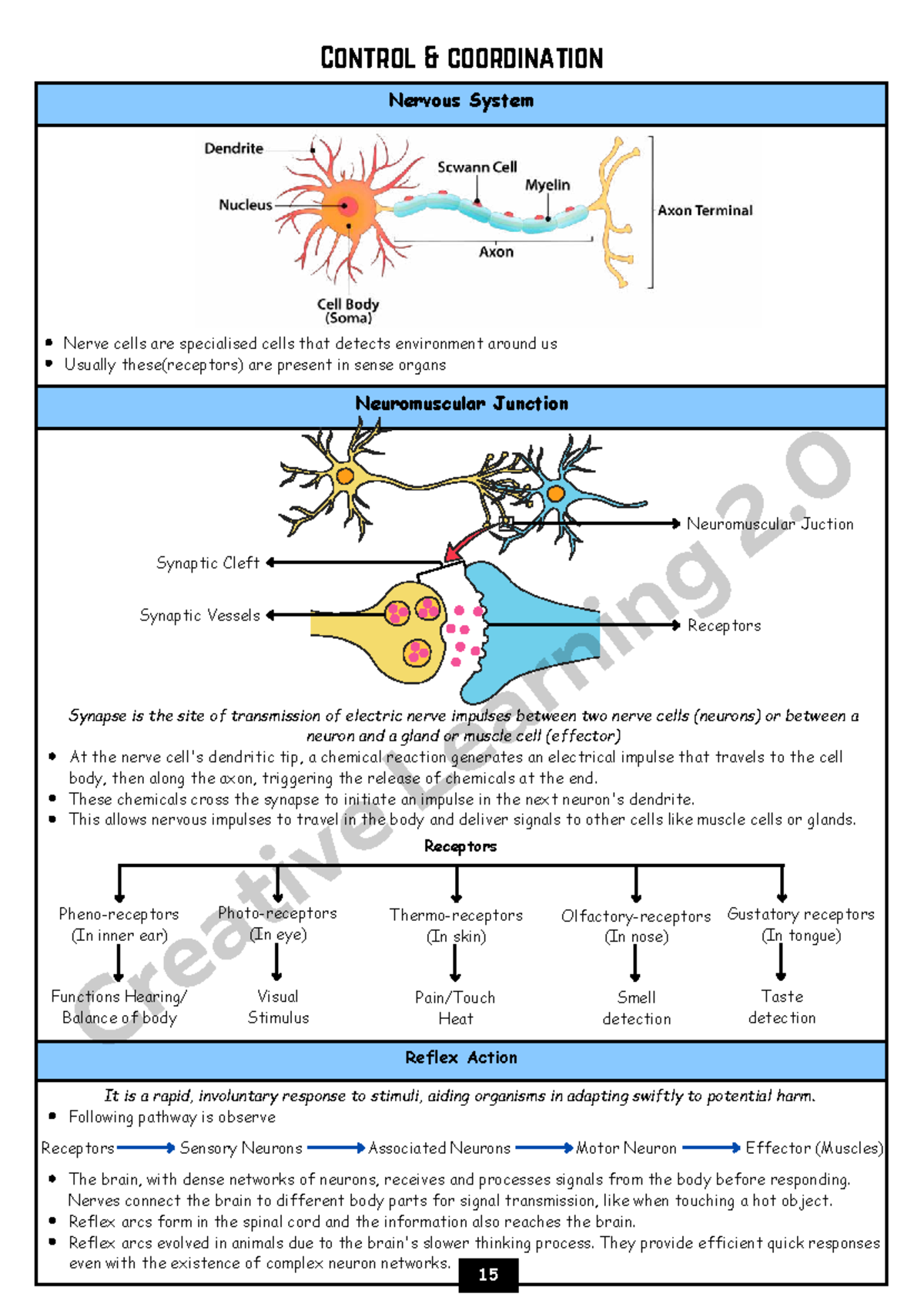 Coordination in the Nervous System: Key Concepts and Functions - Studocu