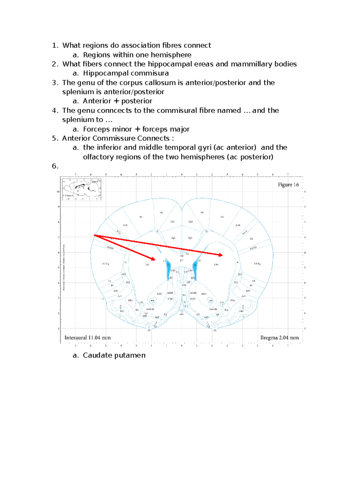 Oefenvragen NANF - What regions do association fibres connect a ...