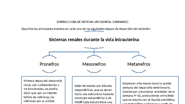 Embriología del Sistema Urogenital (URINARIO): Desarrollo y Anomalías ...