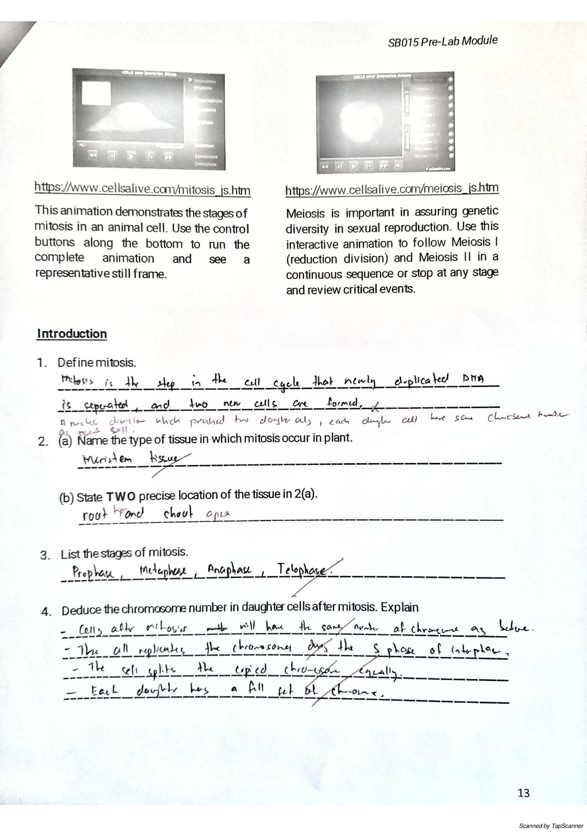 Bio 4 Pre-Lab: Understanding Meiosis & Mitosis Stages - Studocu