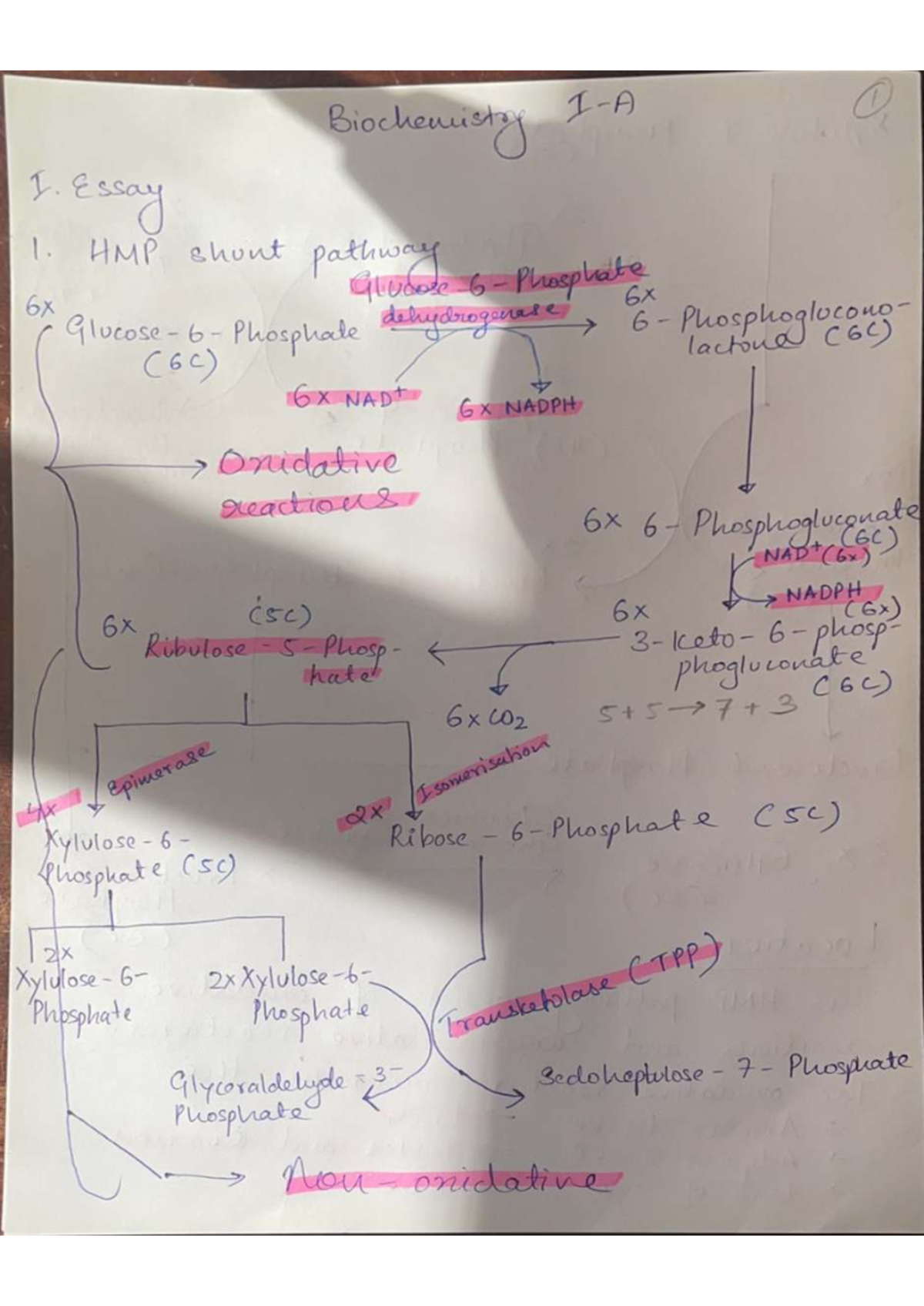 Biochemistry I: Essay 1 - HMP Shunt Pathway and Clinical Significance ...