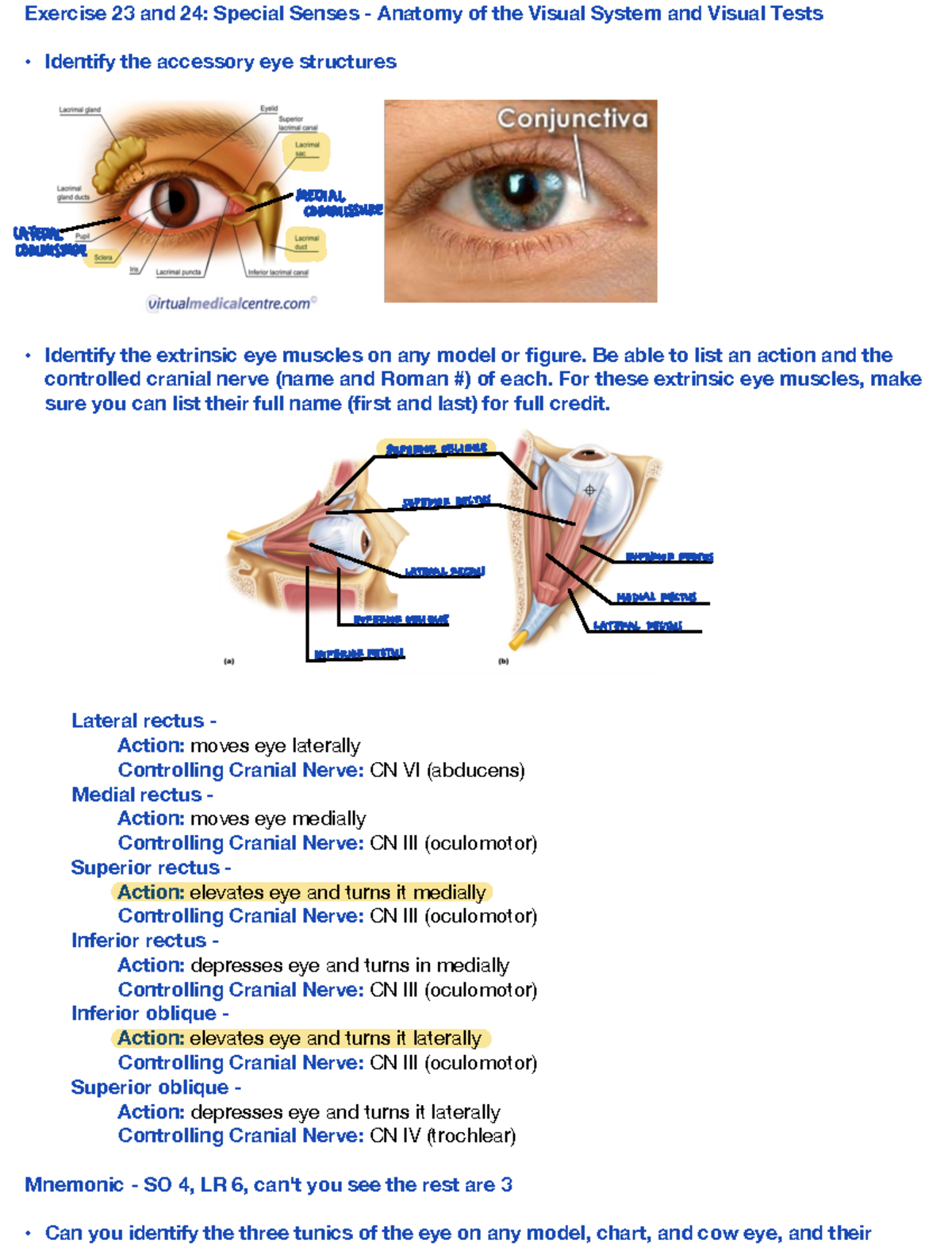 Practical 1 Study Guide - 1 - Exercise 23 and 24: Special Senses ...