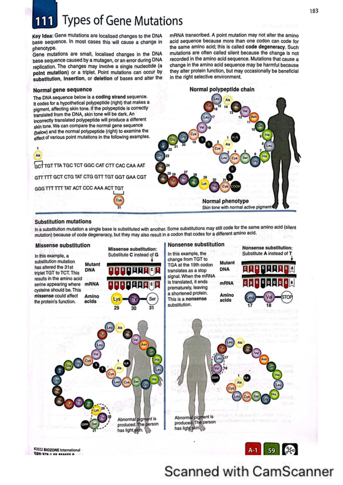 183 Types of Gene Mutations: Understanding DNA Changes in BIO - Studocu