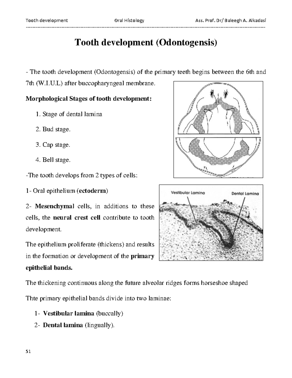 Tooth Development (Odontogenesis) in Oral Histology - Ass. Prof. Baleegh A. - Studocu