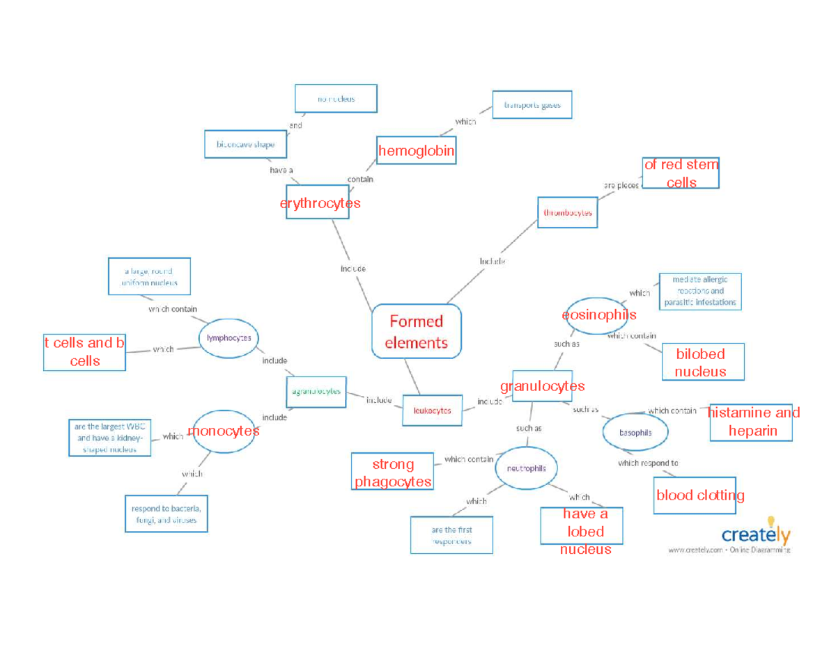 Blood Concept Map - BIO 111 - Studocu