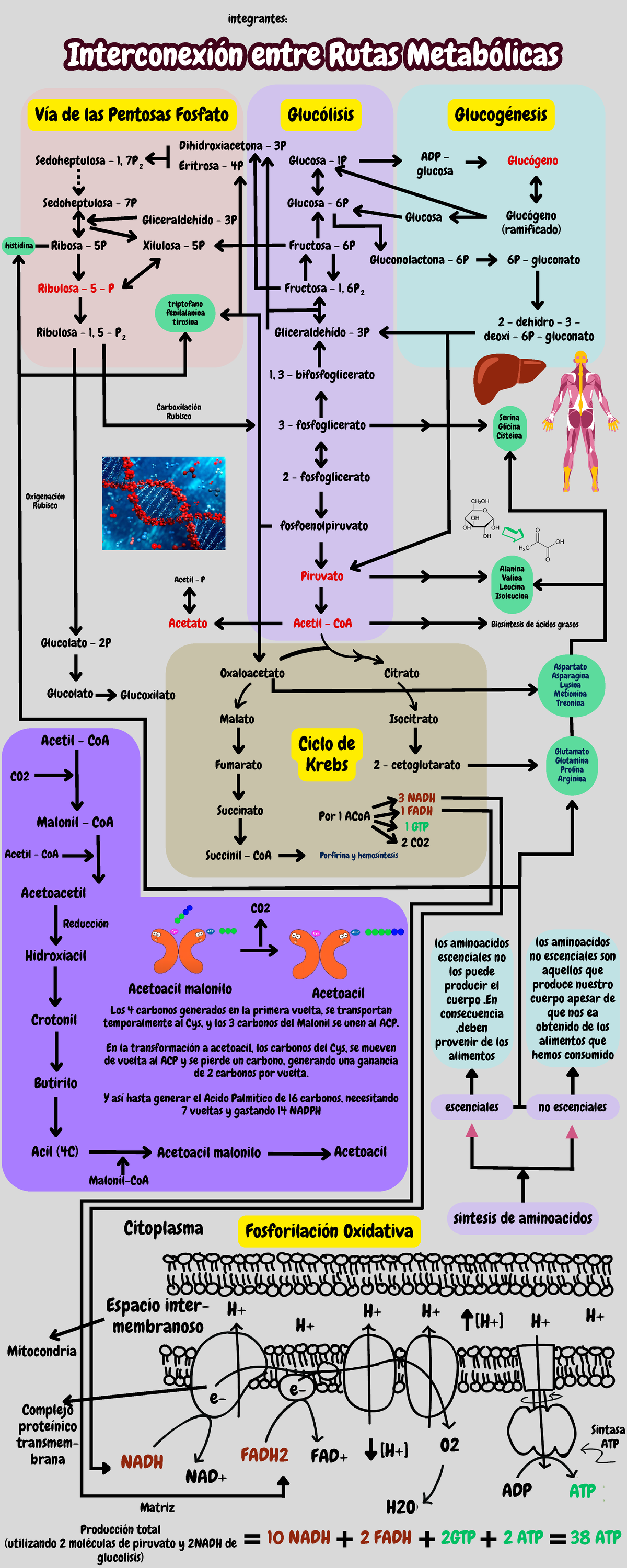 Interconexión de Rutas Metabólicas: Glucólisis y Ciclo de Krebs - Studocu