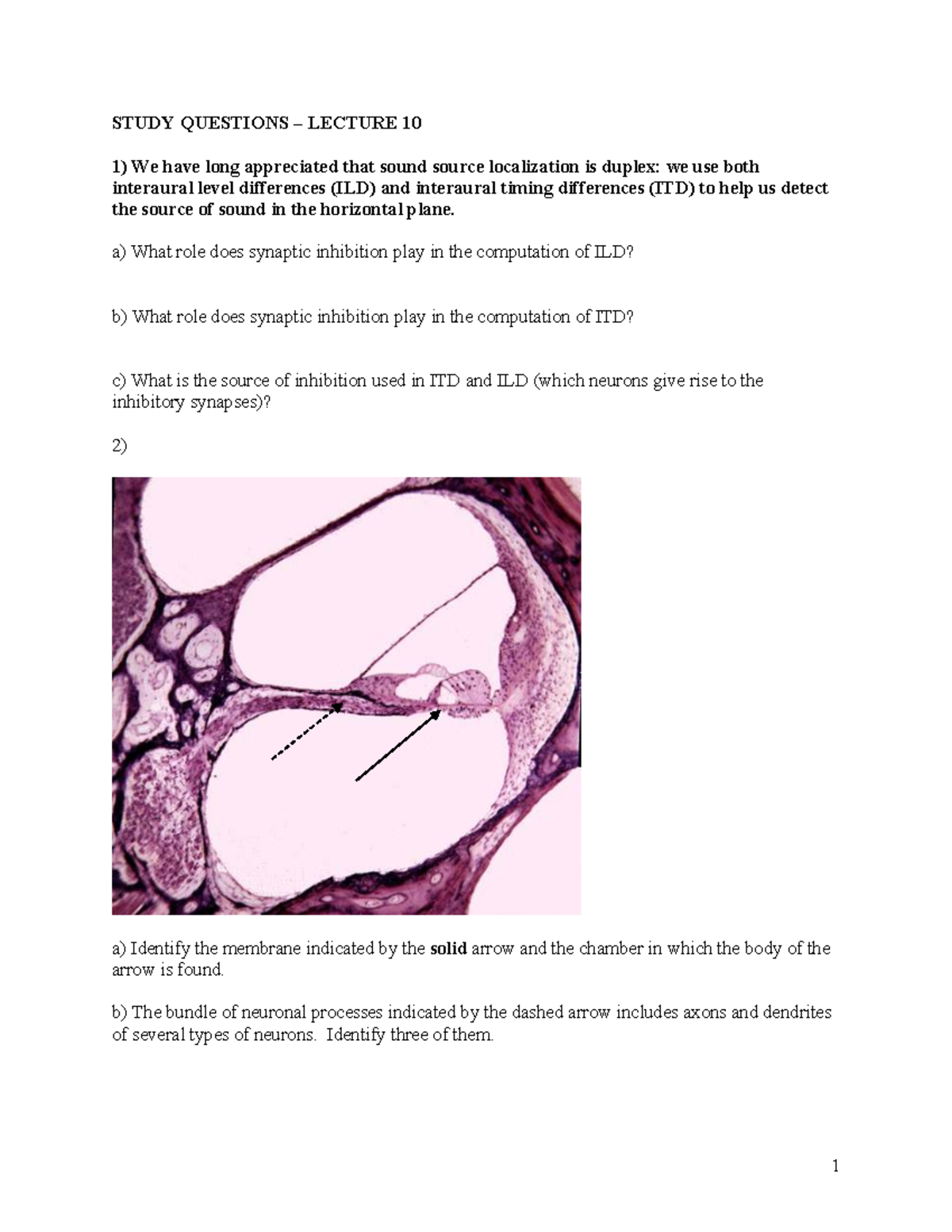 Study Questions on Auditory System Localization - LECTURE 10 - Studocu