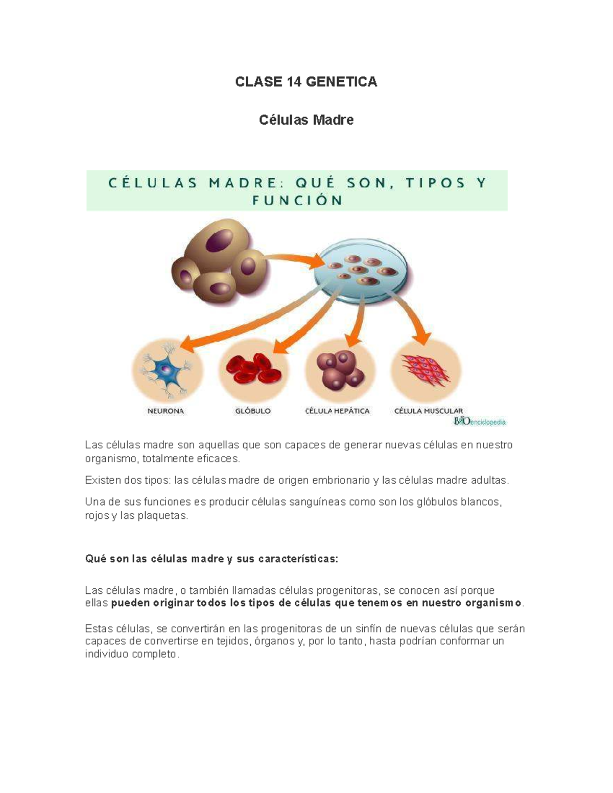 CLASE 14 GENÉTICA: Células Madre y sus Características - Studocu