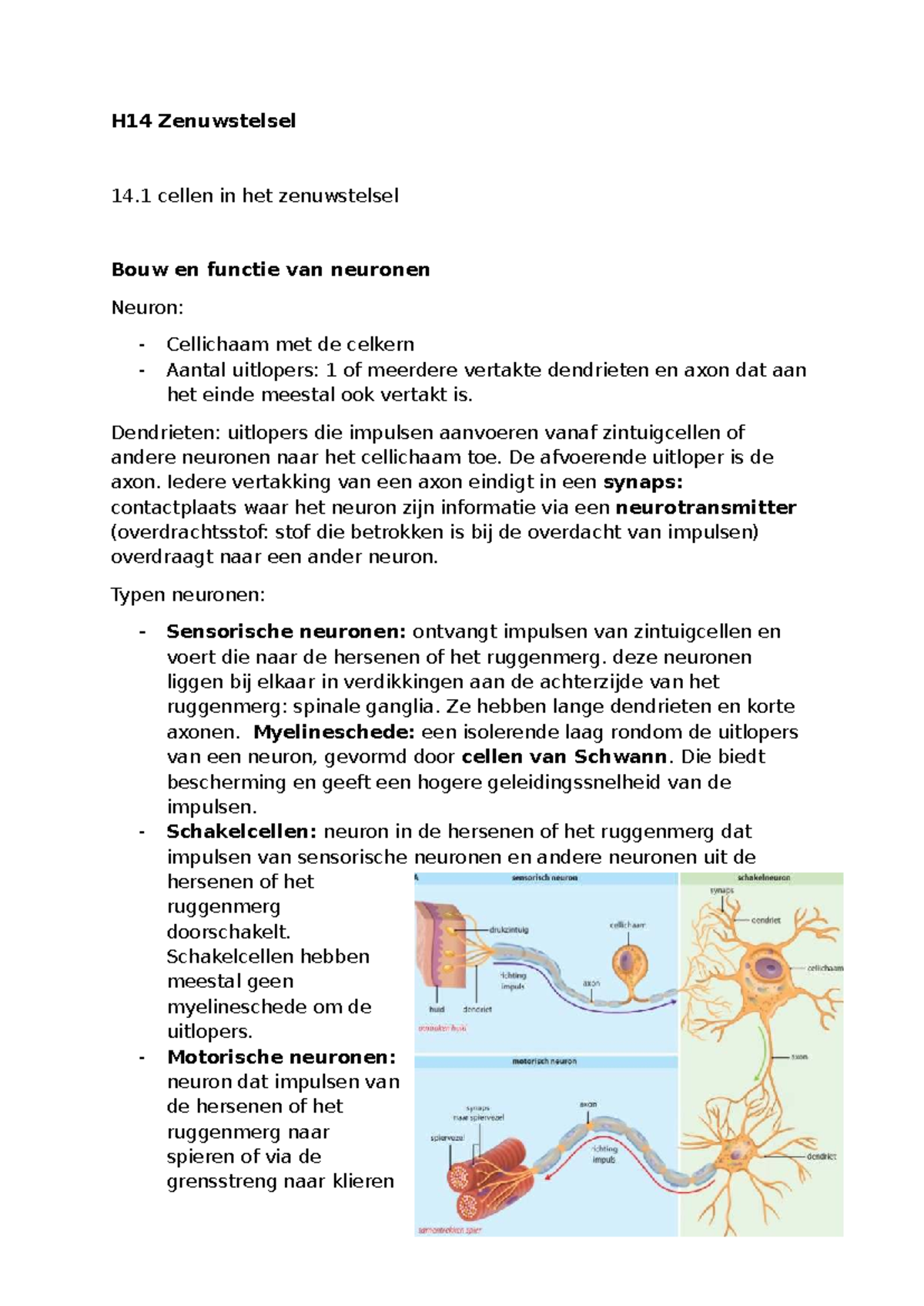 H14 Zenuwstelsel - Samenvatting van Cellen en Functies - Studeersnel