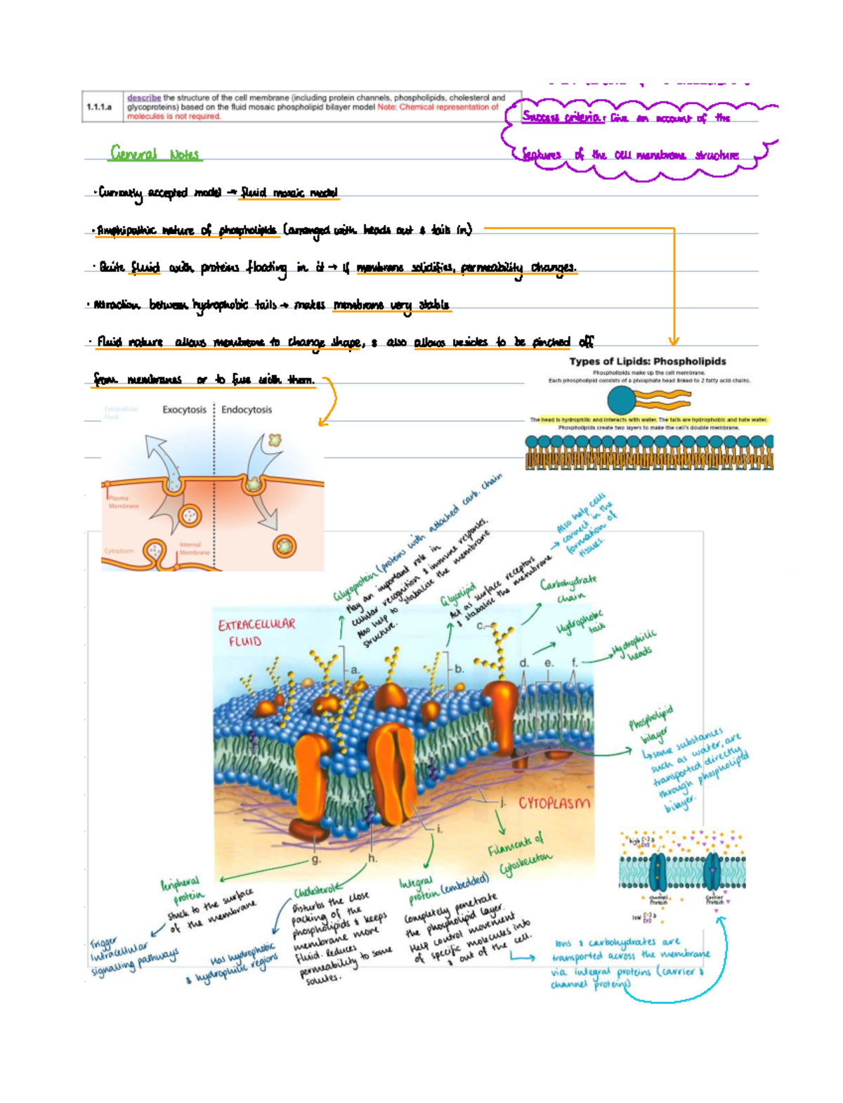 1.1.1.a Cell Membrane Structure: Understanding Fluid Mosaic Model ...
