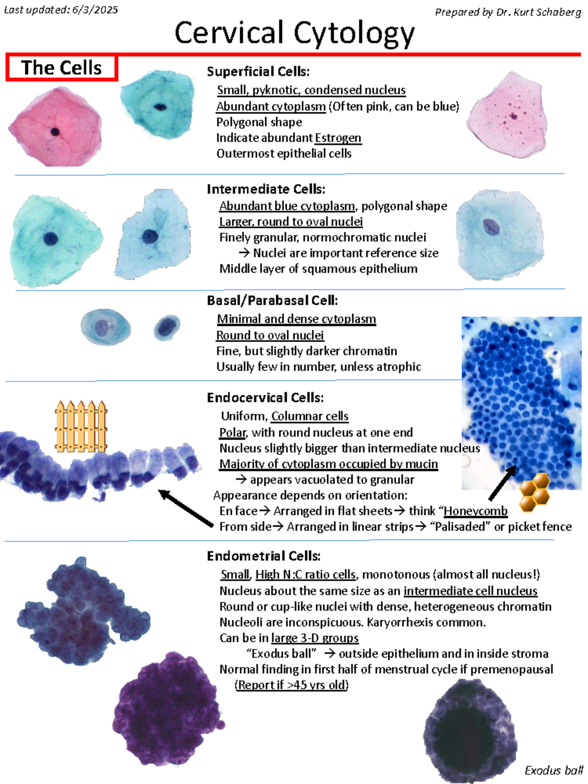 Cervical Cytology Overview: Key Findings and Reporting Guidelines - Studocu