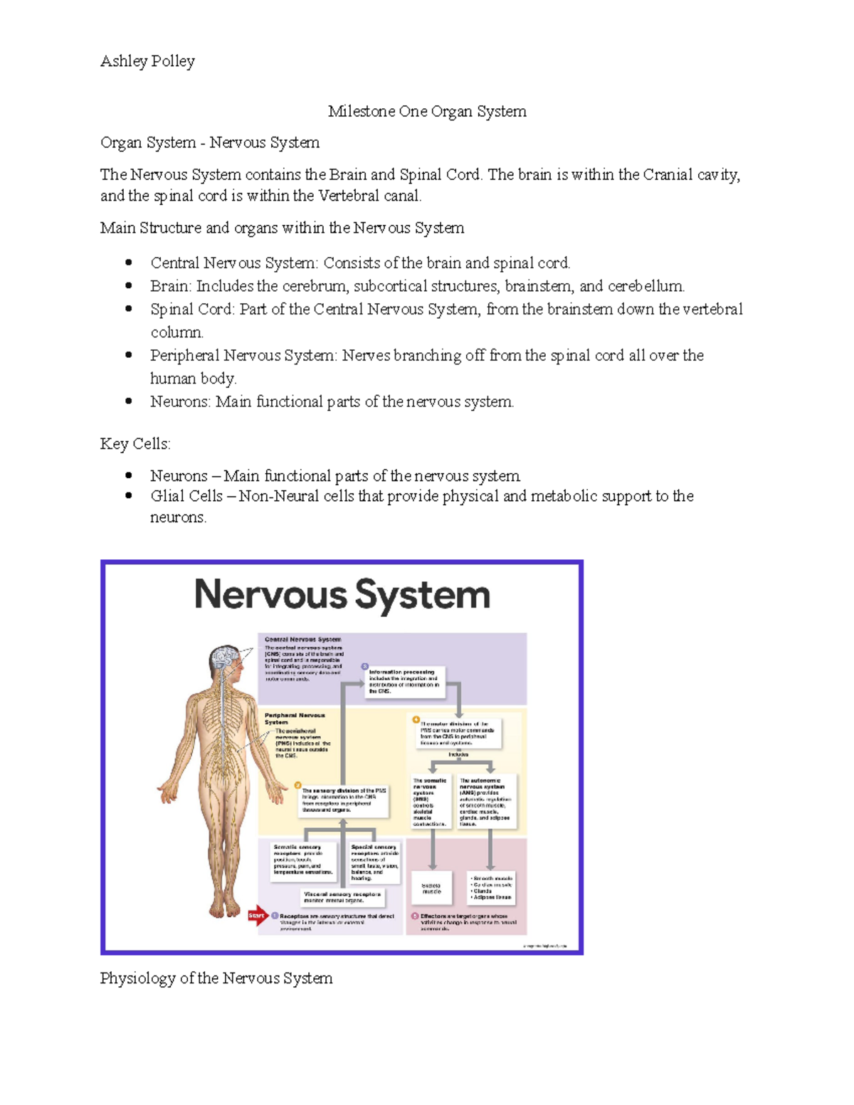 Milestone One: Overview of the Nervous System and Its Functions - Studocu
