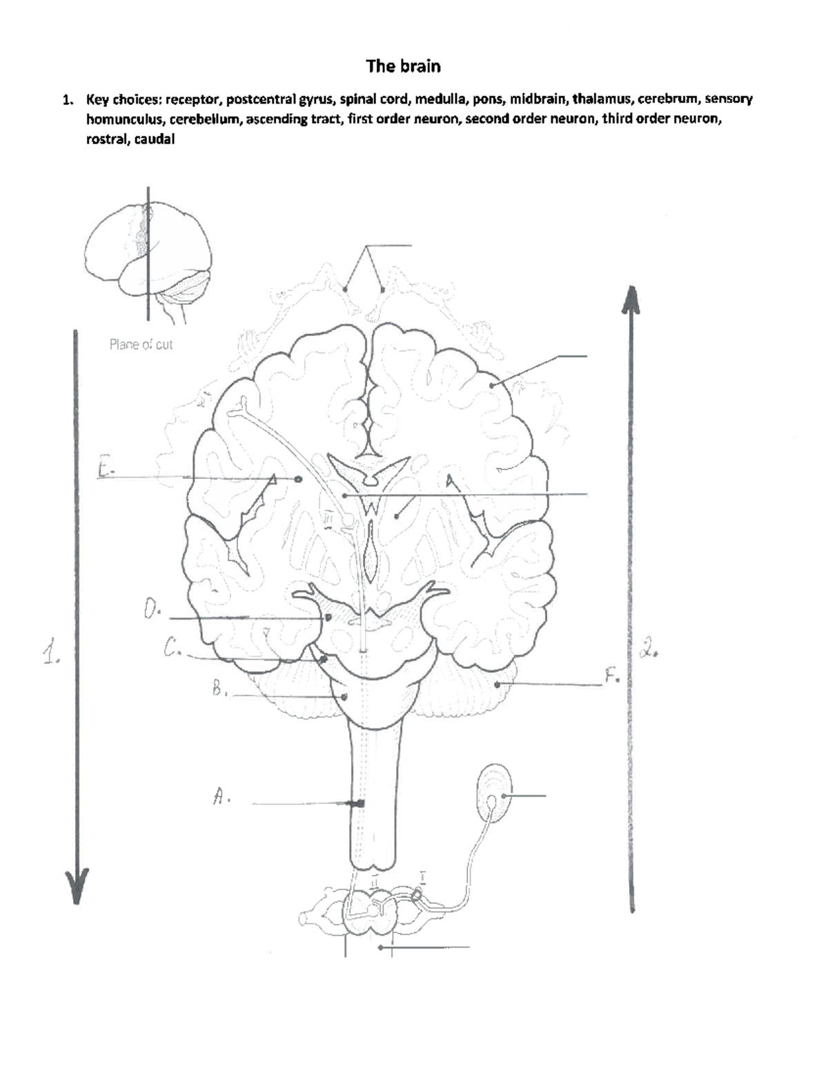 Brain Anatomy Handout 2015: Key Structures and Functions - Studocu