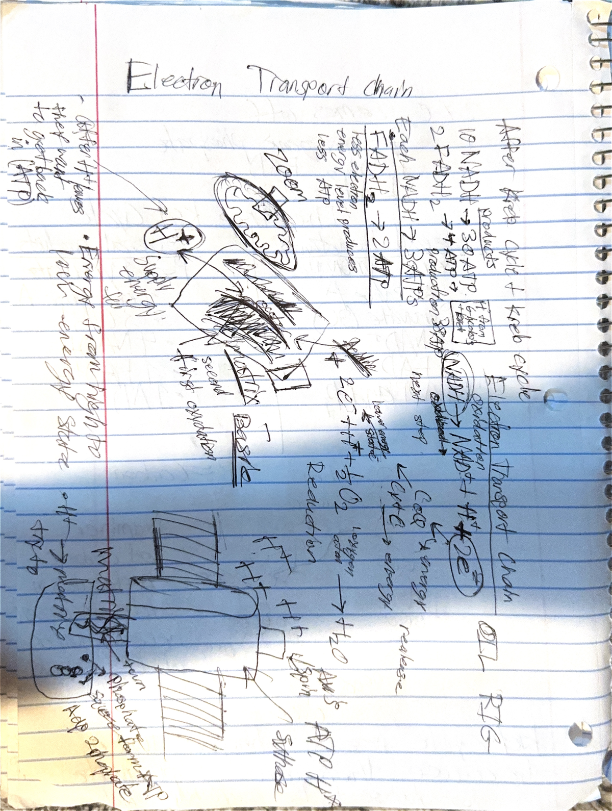 Scanned Document - Notes for dna - After kield cycle kreb excle ...