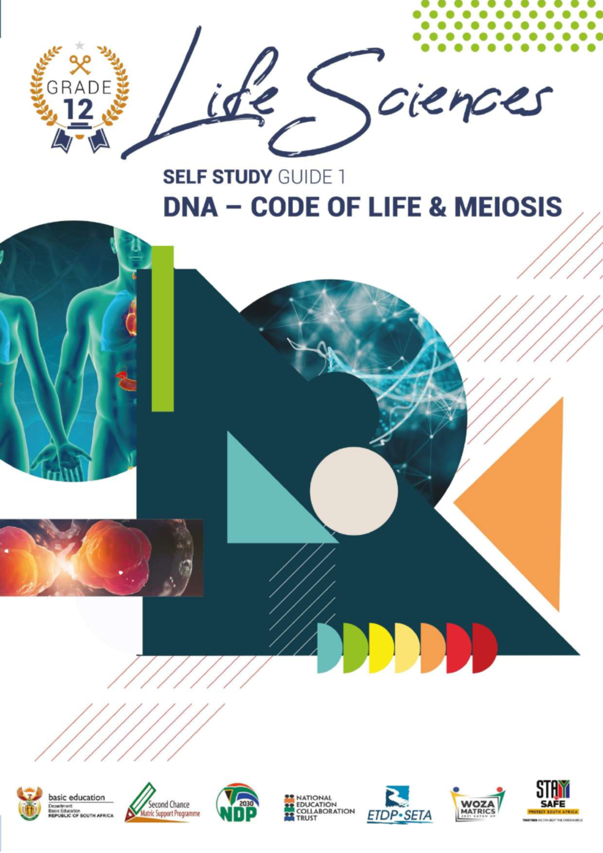 Life Sciences Grade 12: DNA & Meiosis Self-Study Guide - Studocu