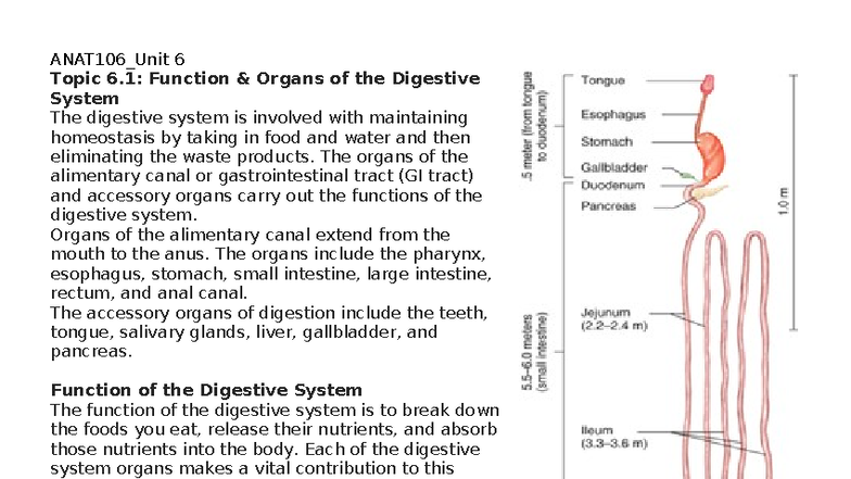 ANAT106_Unit 6: Functions and Disorders of the Digestive System - Studocu
