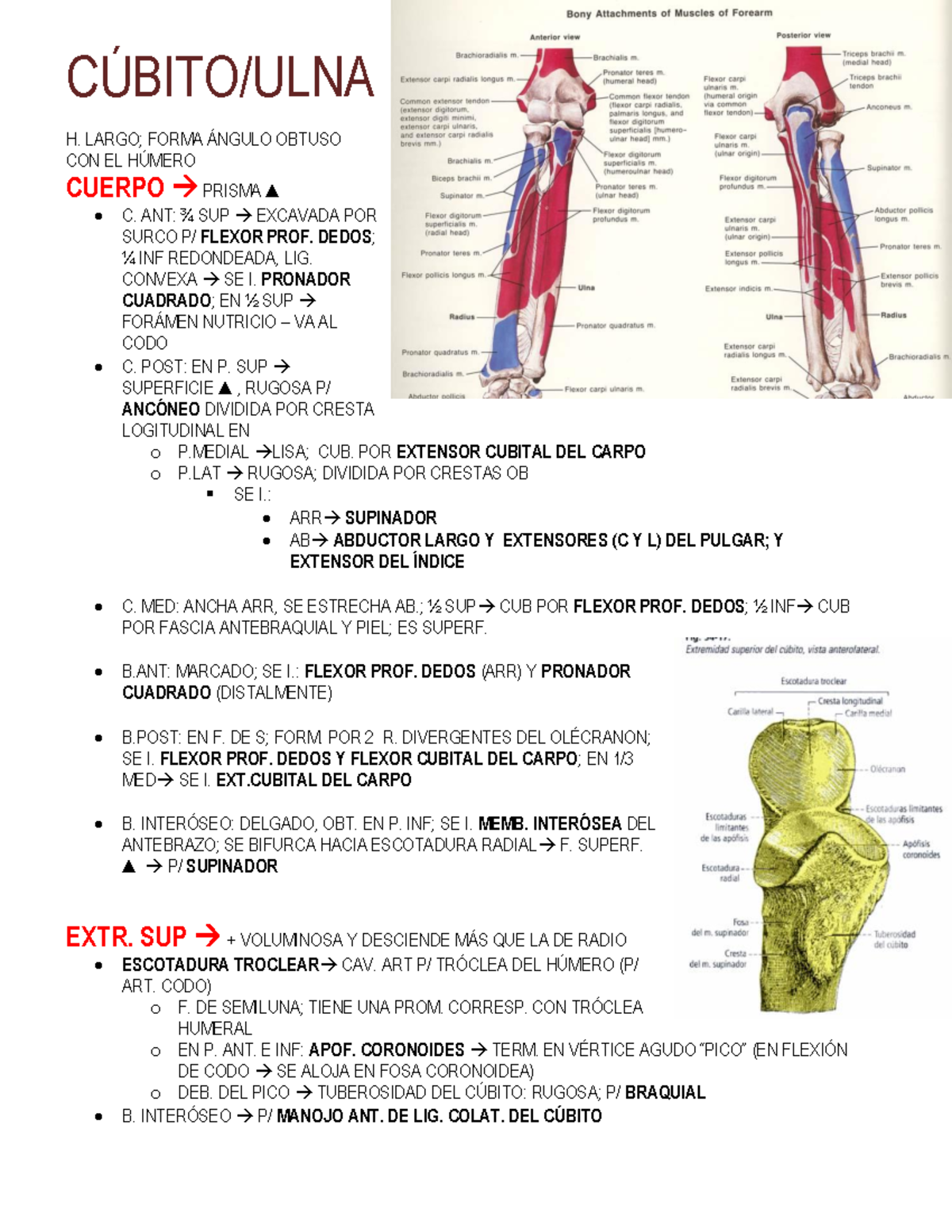 Cubito - Resumen Anatomía humana - CÚBITO/ULNA H. LARGO; FORMA ÁNGULO ...