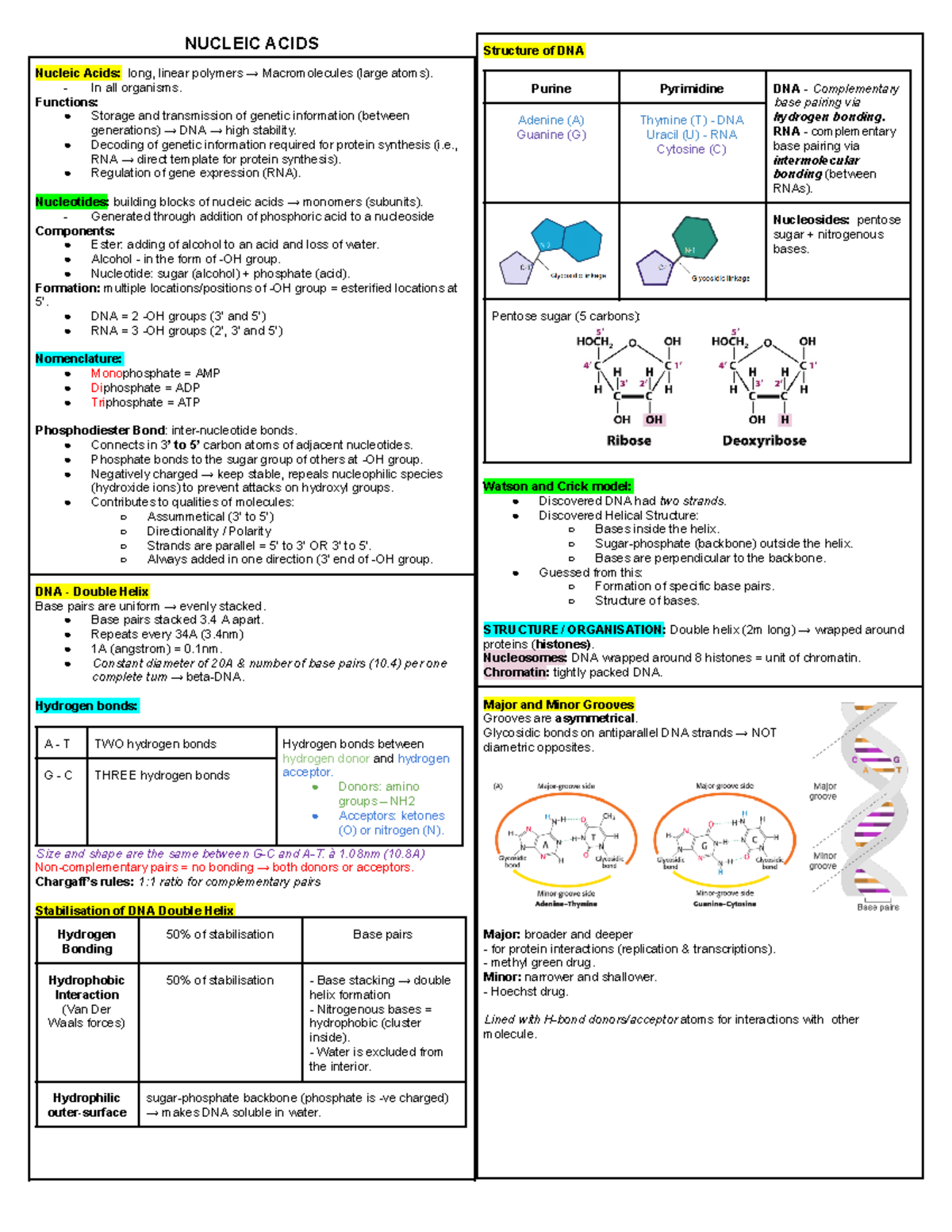 BIOC2201 - Comprehensive Exam Notes on Nucleic Acids and DNA Structure ...