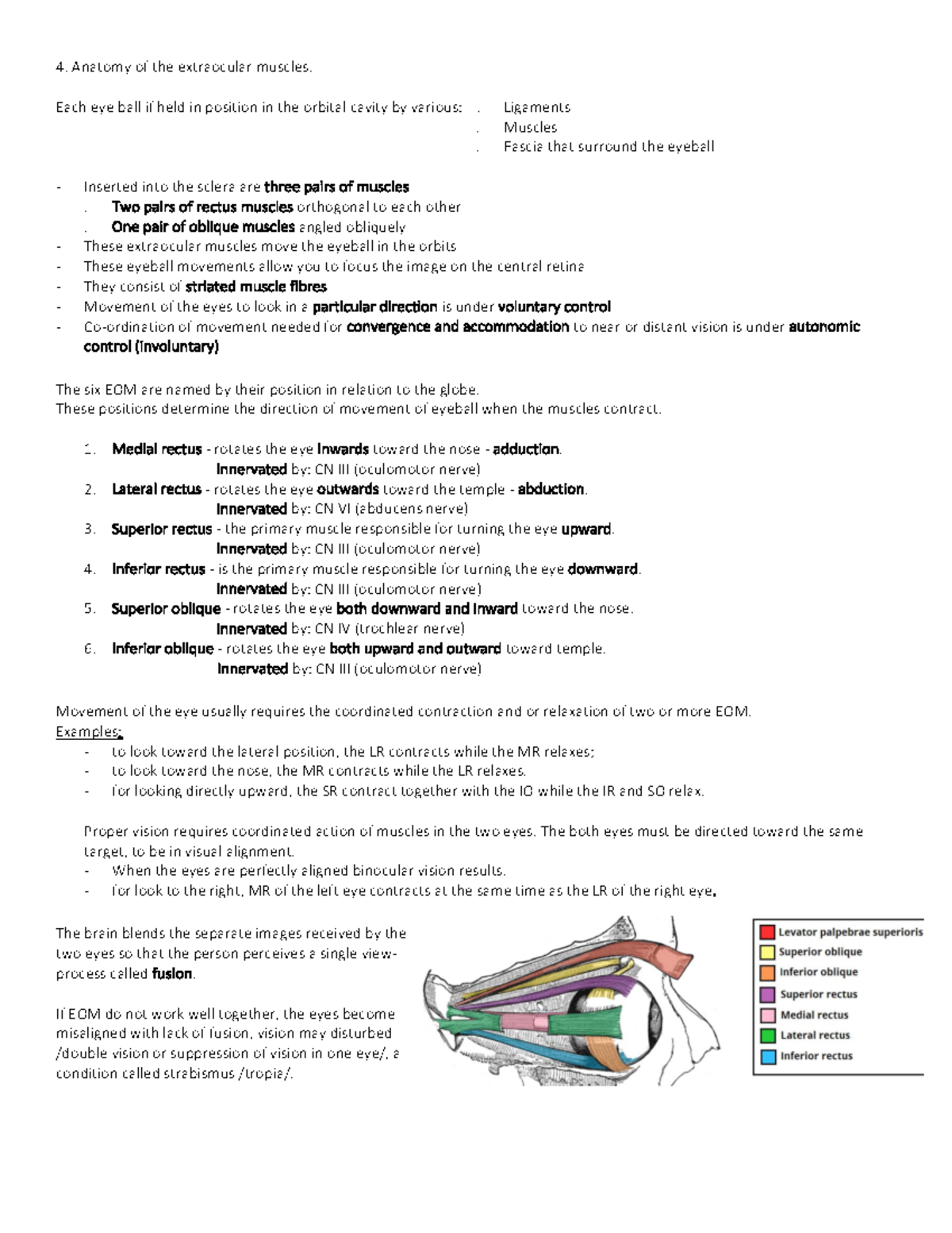 Optho - Anatomy of Extraocular Muscles and Retina (1-34) - Studocu