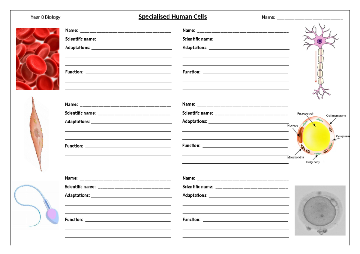 Year 8 Biology 13 9a Specialised Cells Part 2 Worksheet - Studocu