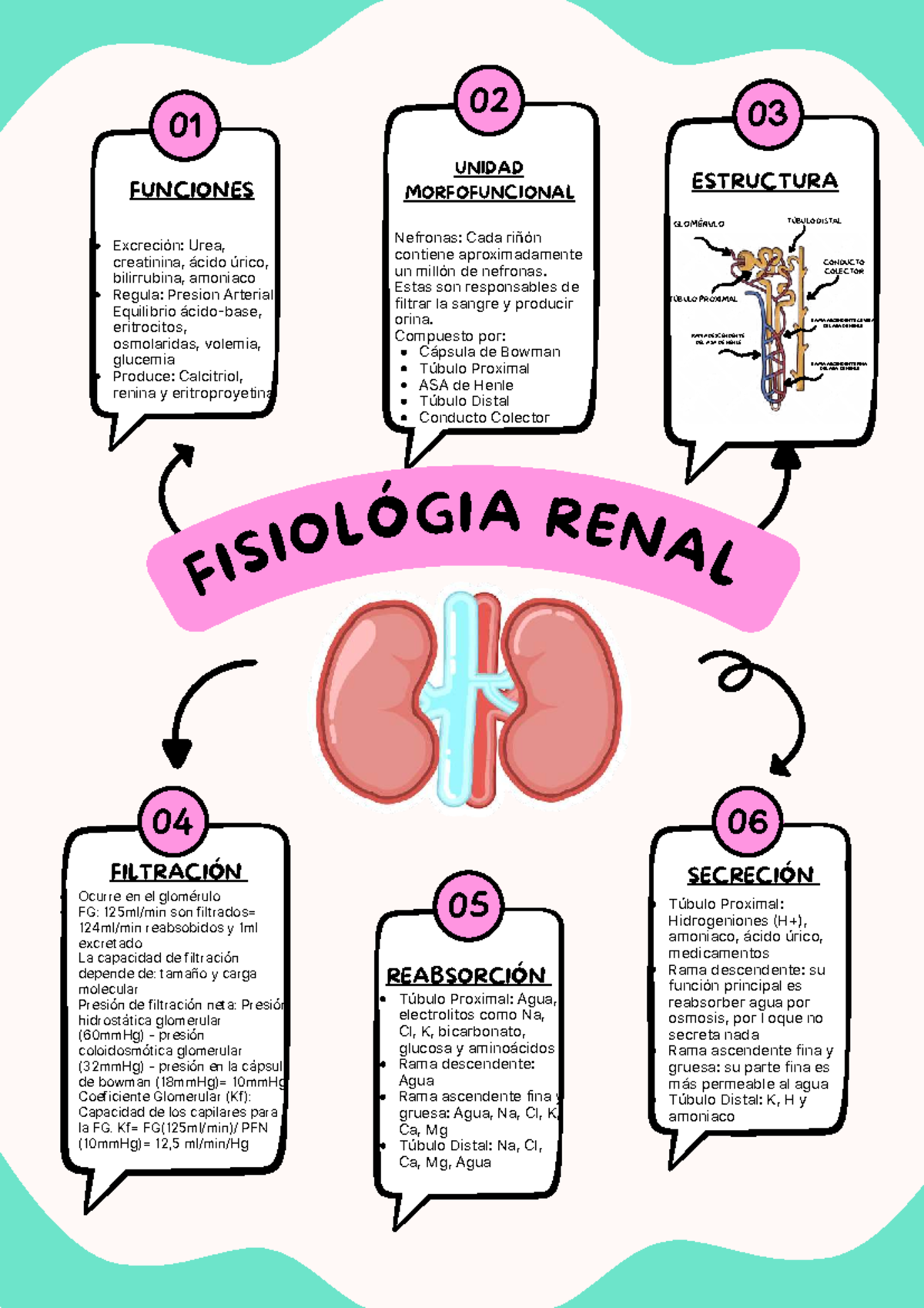 Fisio Renal: Esquema de Funciones y Estructura de Nefronas 02 01 - Studocu