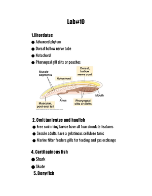 Bio 102 Exam 3 Study Guide: Key Concepts in Animal Biology - Bio 102 ...